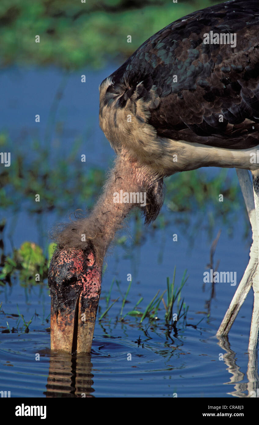 Closeup shot stork eating hi-res stock photography and images - Alamy