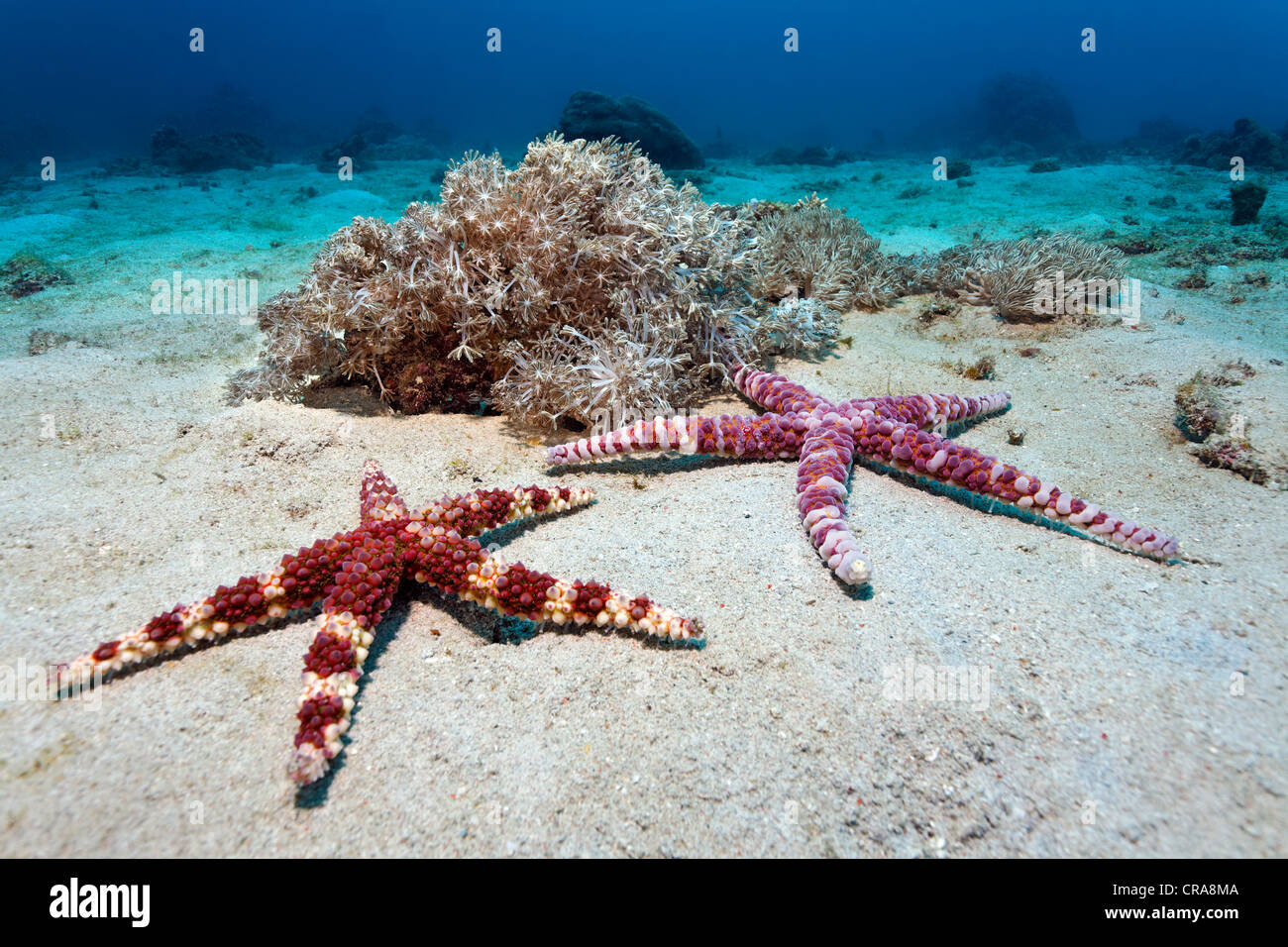 Banded Bubble Starfish or Warty Starfish (Echinaster callosus), Sabang ...
