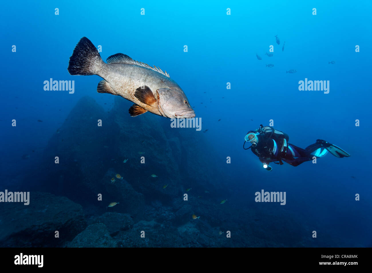 Scuba diver watching Dusky Grouper (Epinephelus marginatus) in the blue ...