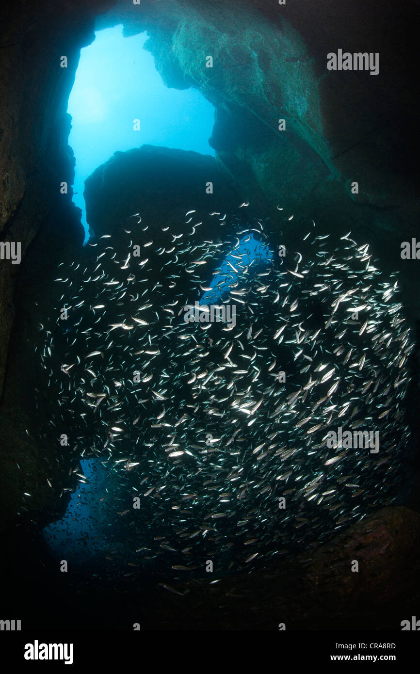 Smelts hi-res stock photography and images - Alamy