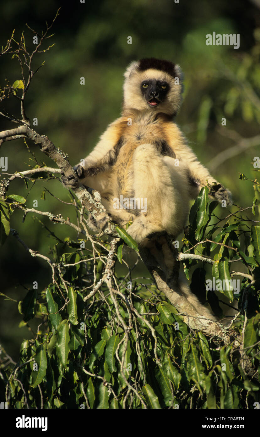 Verreauxs sifaka white sifaka propithecus hi-res stock photography and ...
