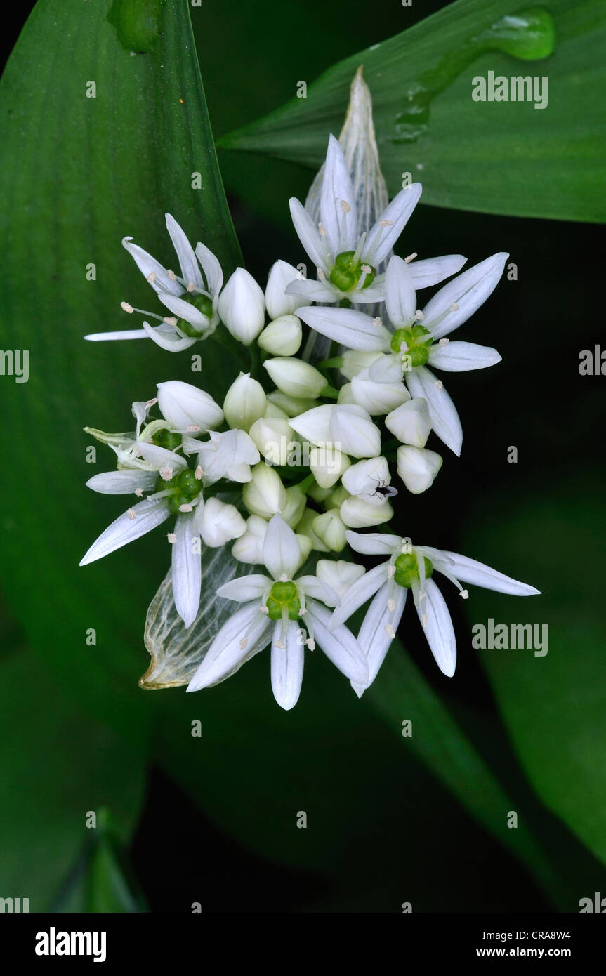 A ramson, or wild garlic, woodland flower in spring UK Stock Photo - Alamy