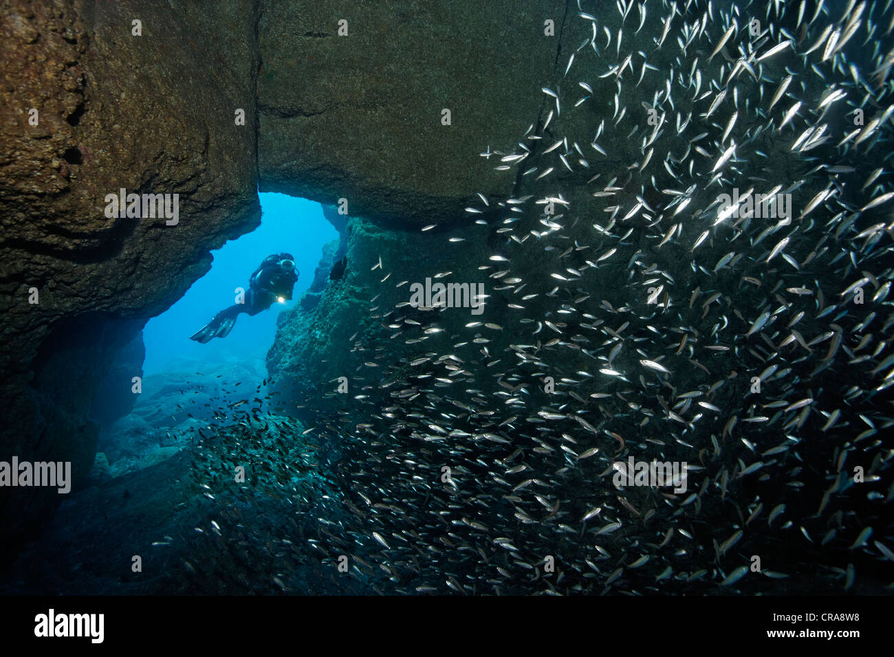 Scuba diver swimming through cave, watching school of Sand Smelts ...