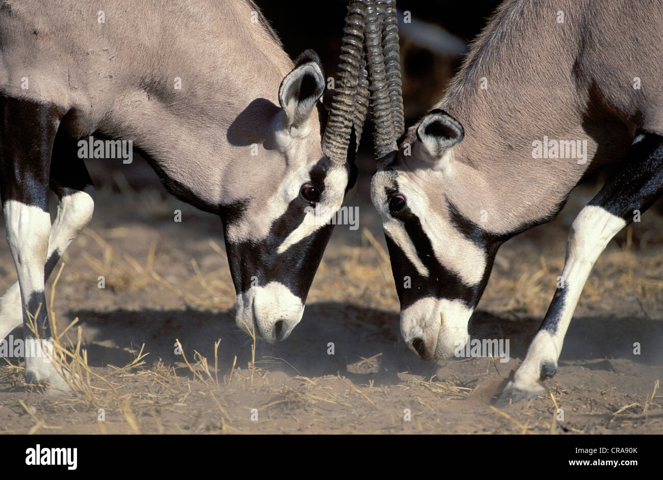 Gemsbok fighting hi-res stock photography and images - Alamy