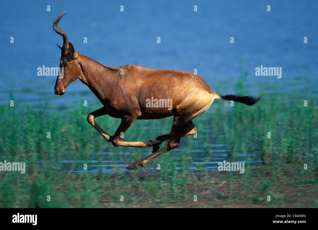 Midmar Nature Reserve High Resolution Stock Photography and Images - Alamy