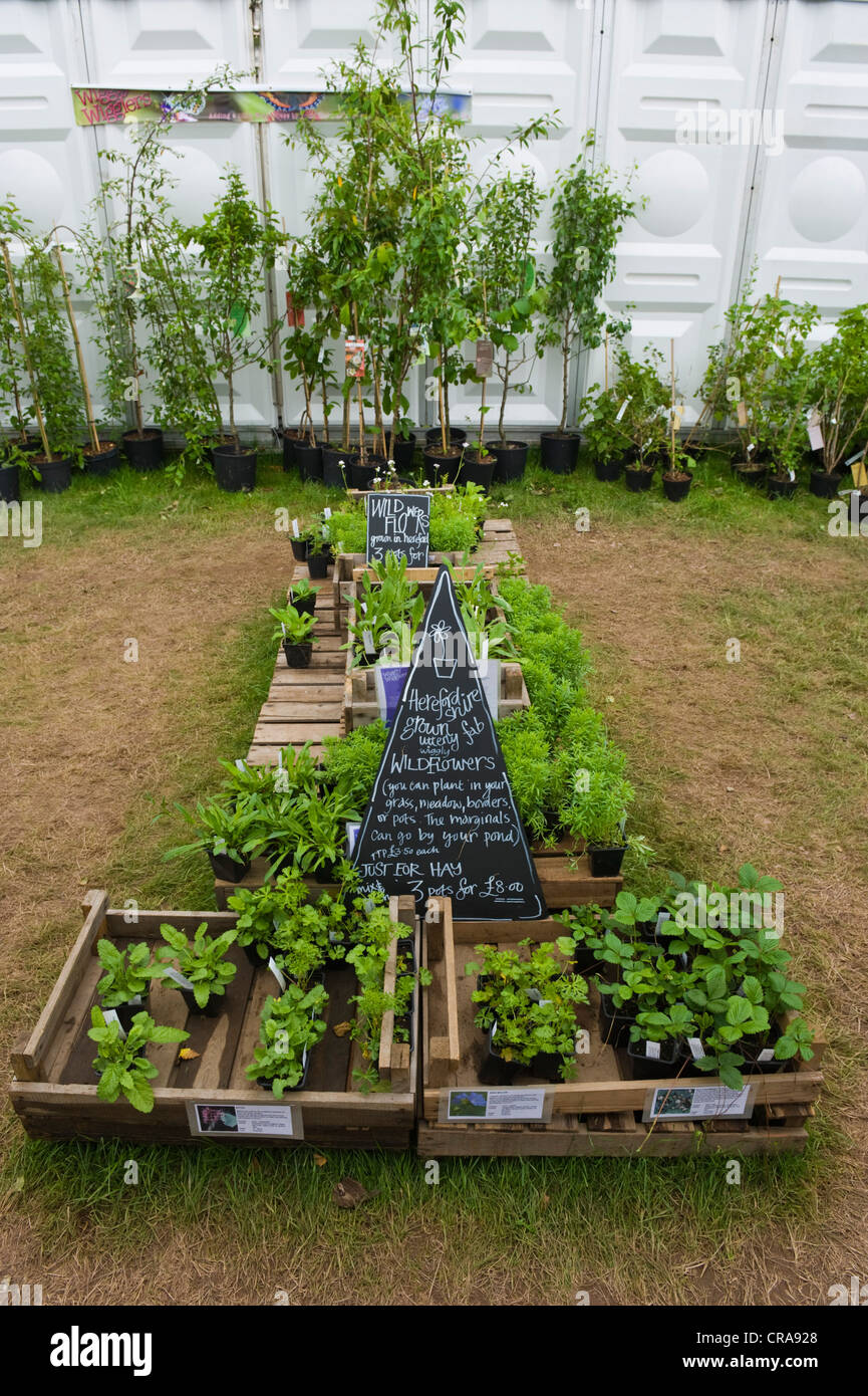 Plants for sale in the Wiggly Wigglers garden, at The Telegraph Hay ...