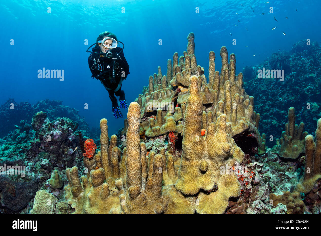 Column coral hi-res stock photography and images - Alamy