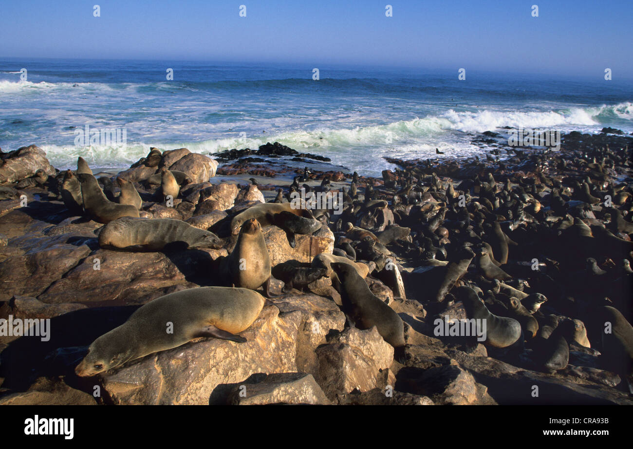Seal breeding hi-res stock photography and images - Alamy