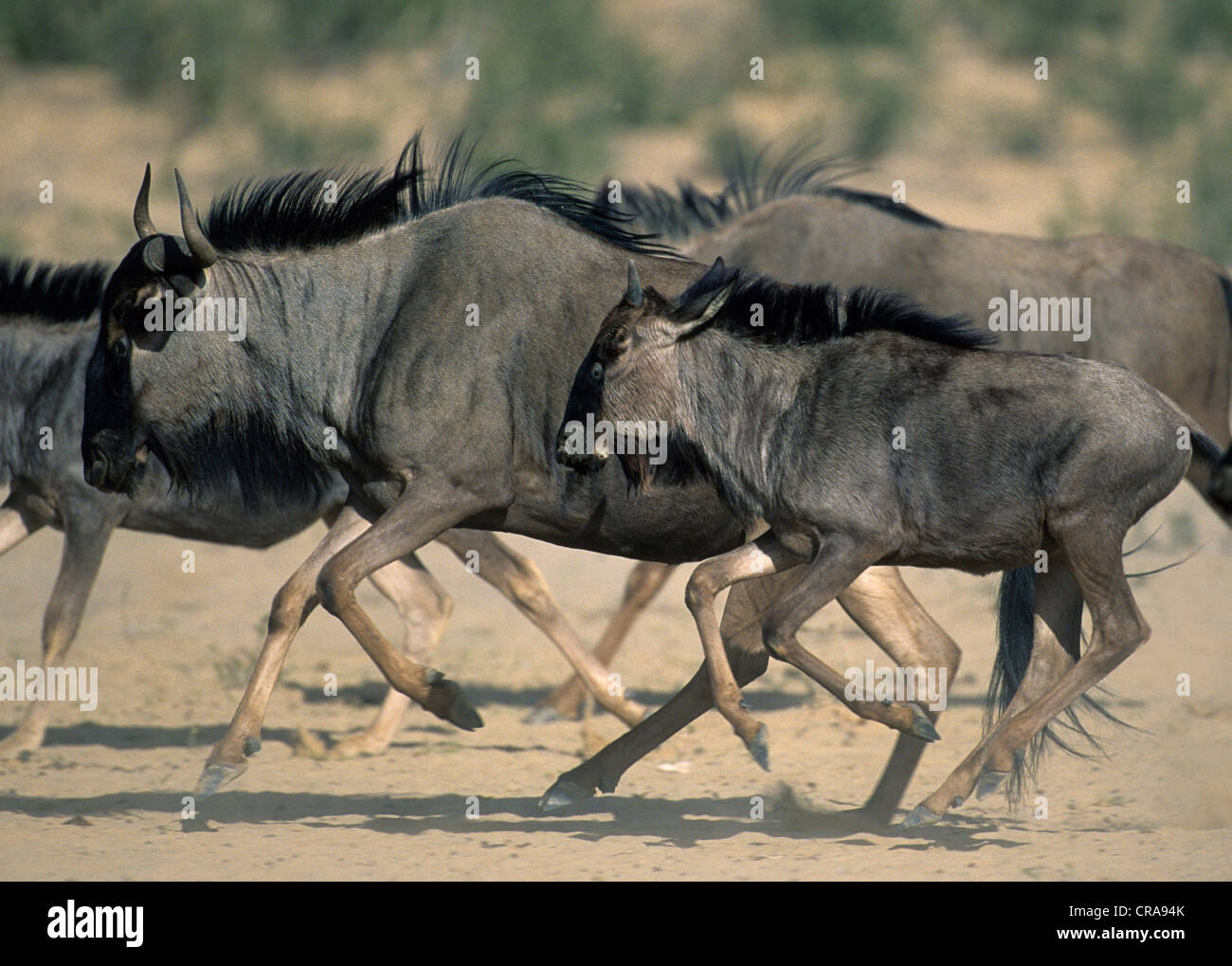 Blue wildebeest running hi-res stock photography and images - Alamy