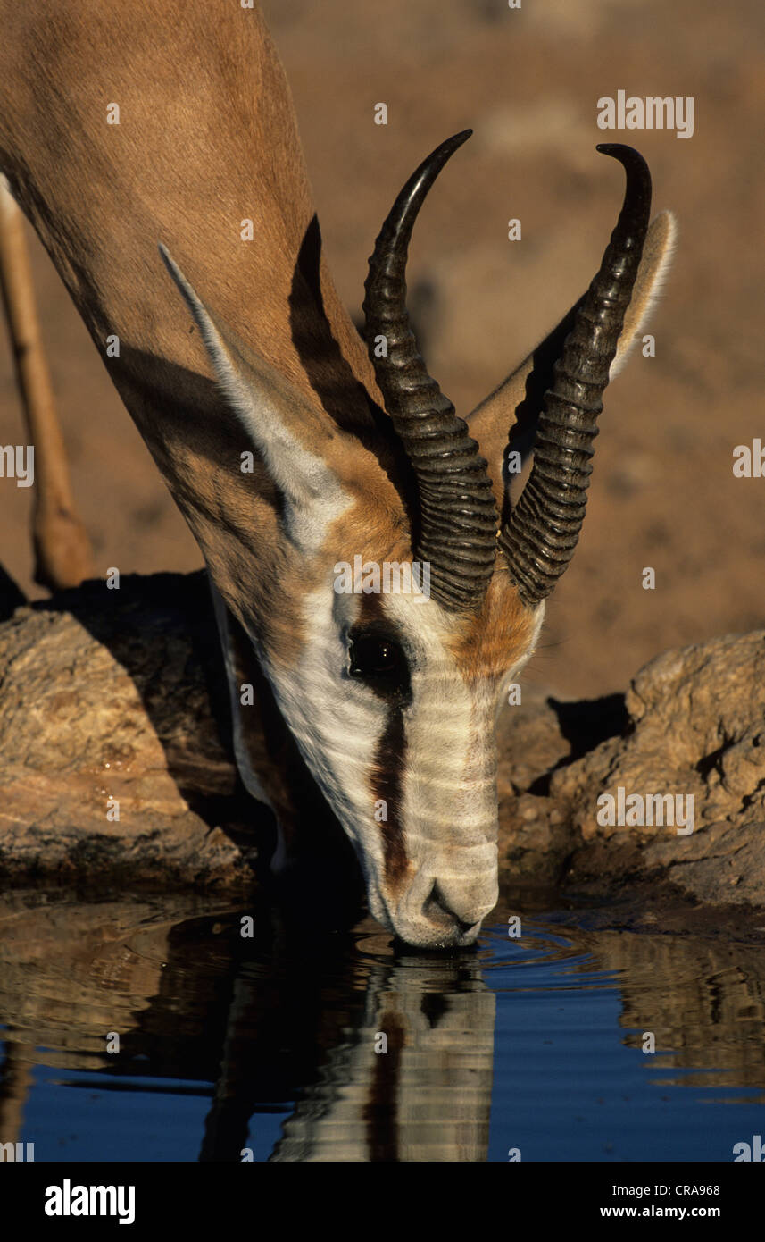 Springbok Drinking Water Stock Photos & Springbok Drinking Water Stock ...