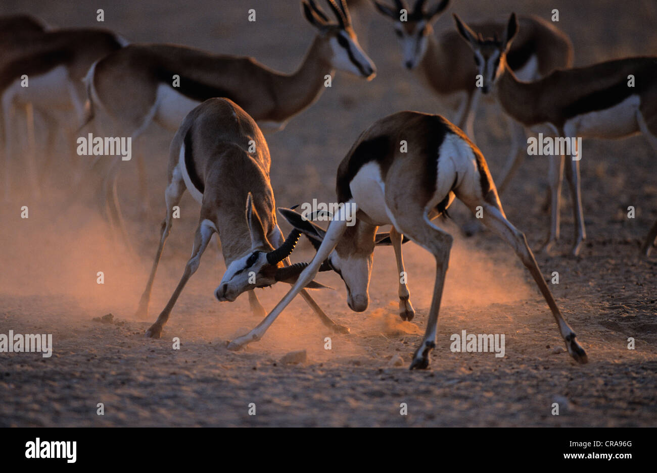 Springbok fighting hi-res stock photography and images - Alamy
