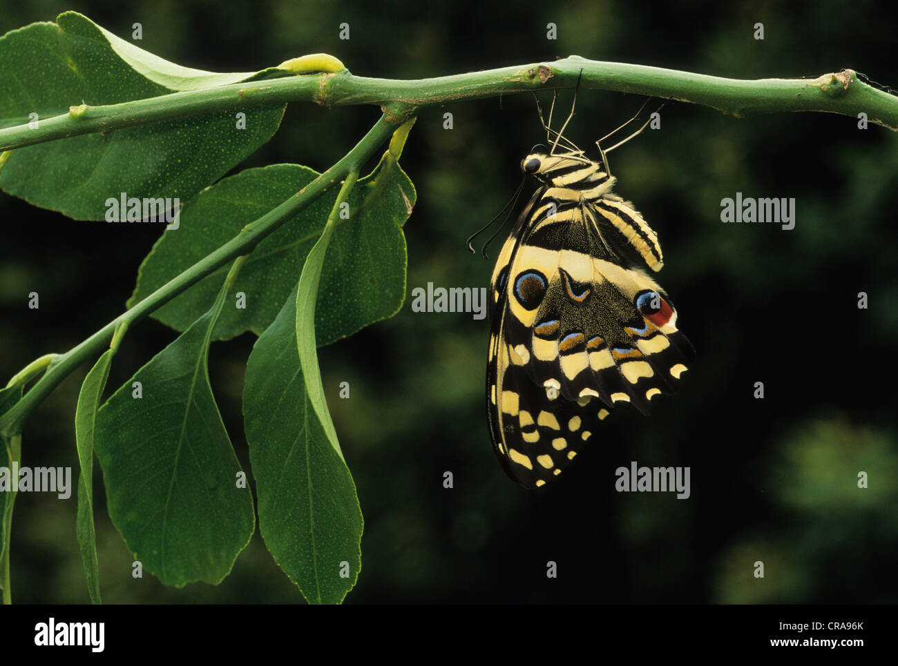 Citrus Swallowtail (Papilio demodocus), on lemon tree food plant, South ...