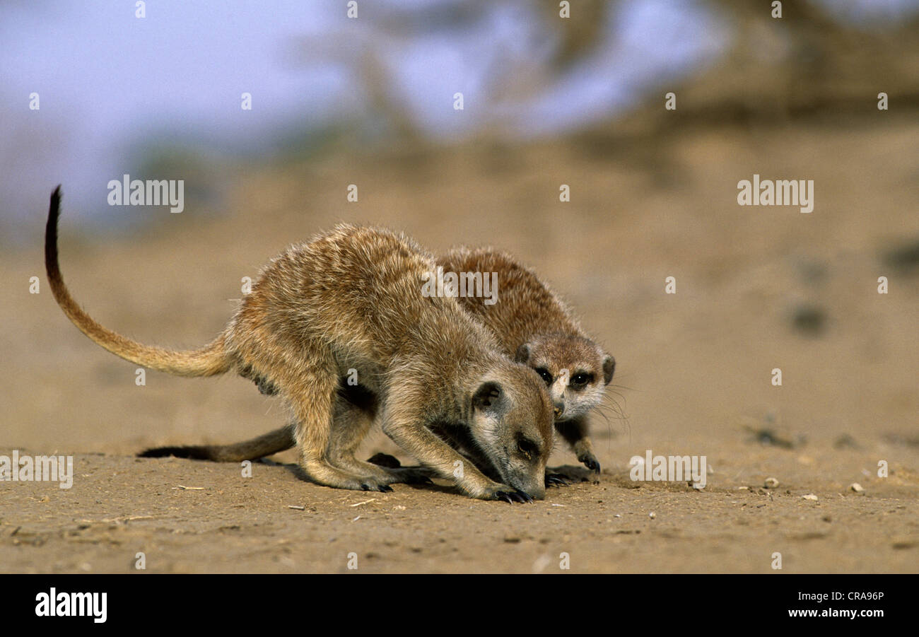 Meerkat (Suricata suricatta), foraging, Kgalagadi Transfrontier Park ...