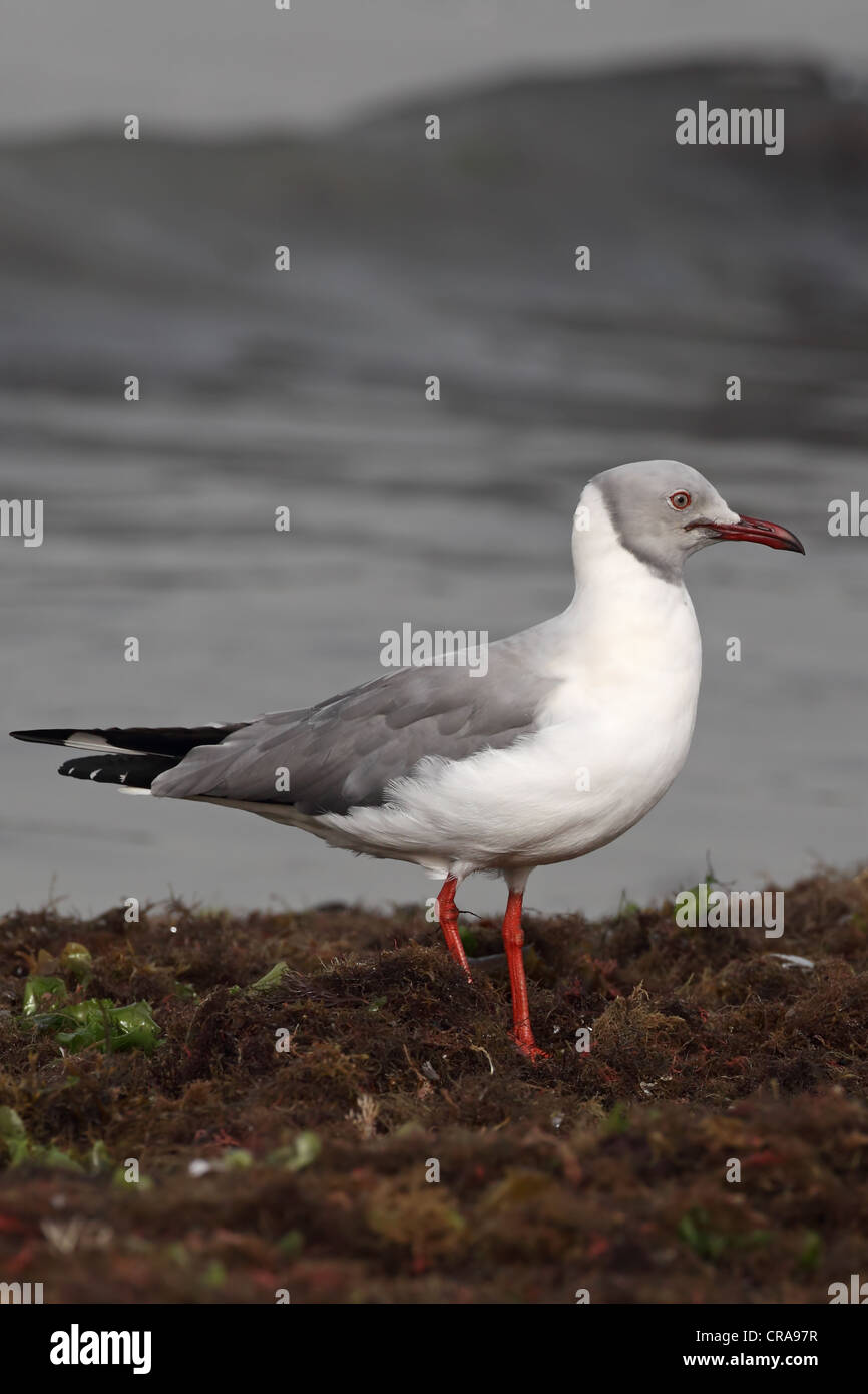 Grey-headed Gull (Chroicocephalus cirrocephalus Stock Photo - Alamy