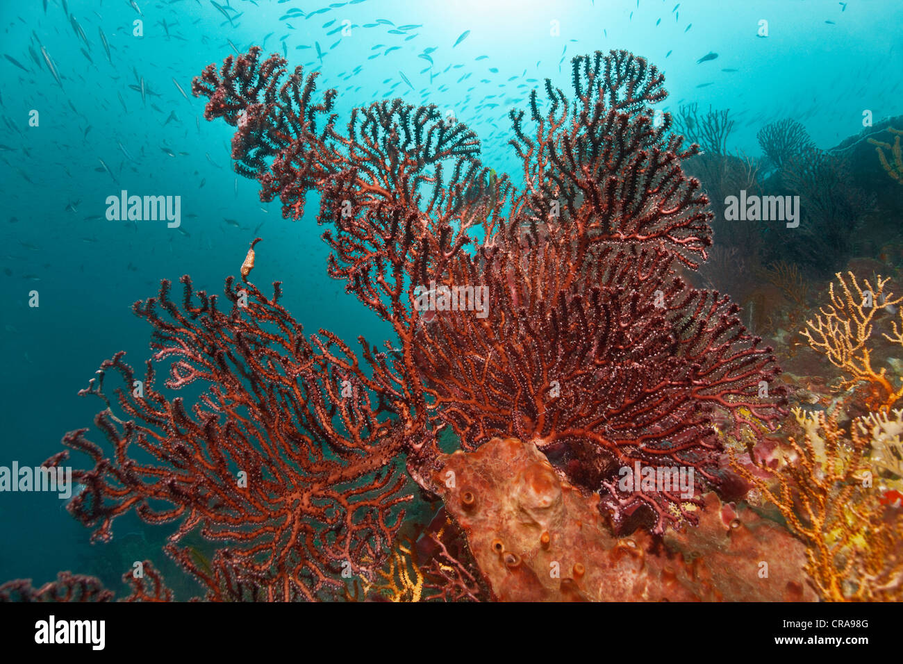 Deep-water sea fan (Iciligorgia schrammi), coral polyps, coral reef, St ...