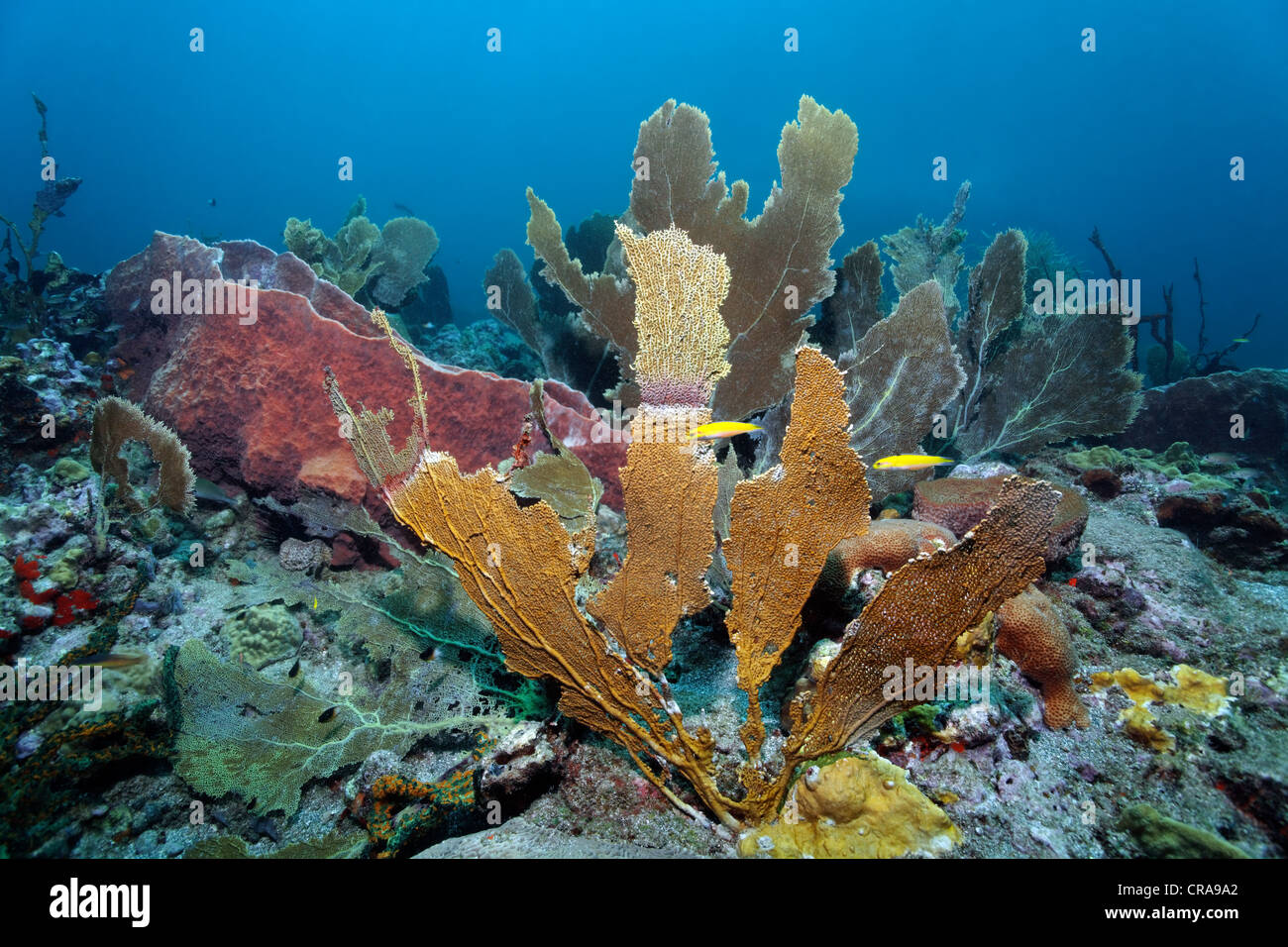 Branching Fire Coral