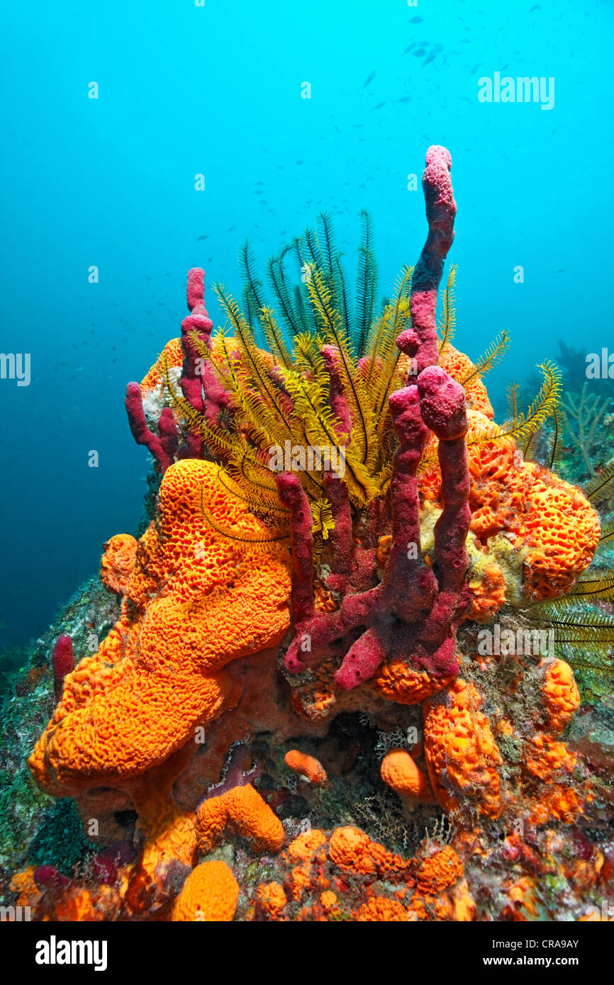 Golden Criniod arms (Crinoidea) emerging from Orange Elephant Ear ...