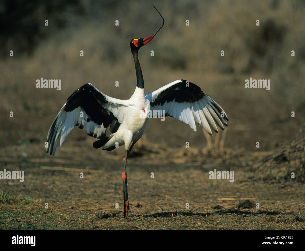 Stork stick stand hi-res stock photography and images - Alamy