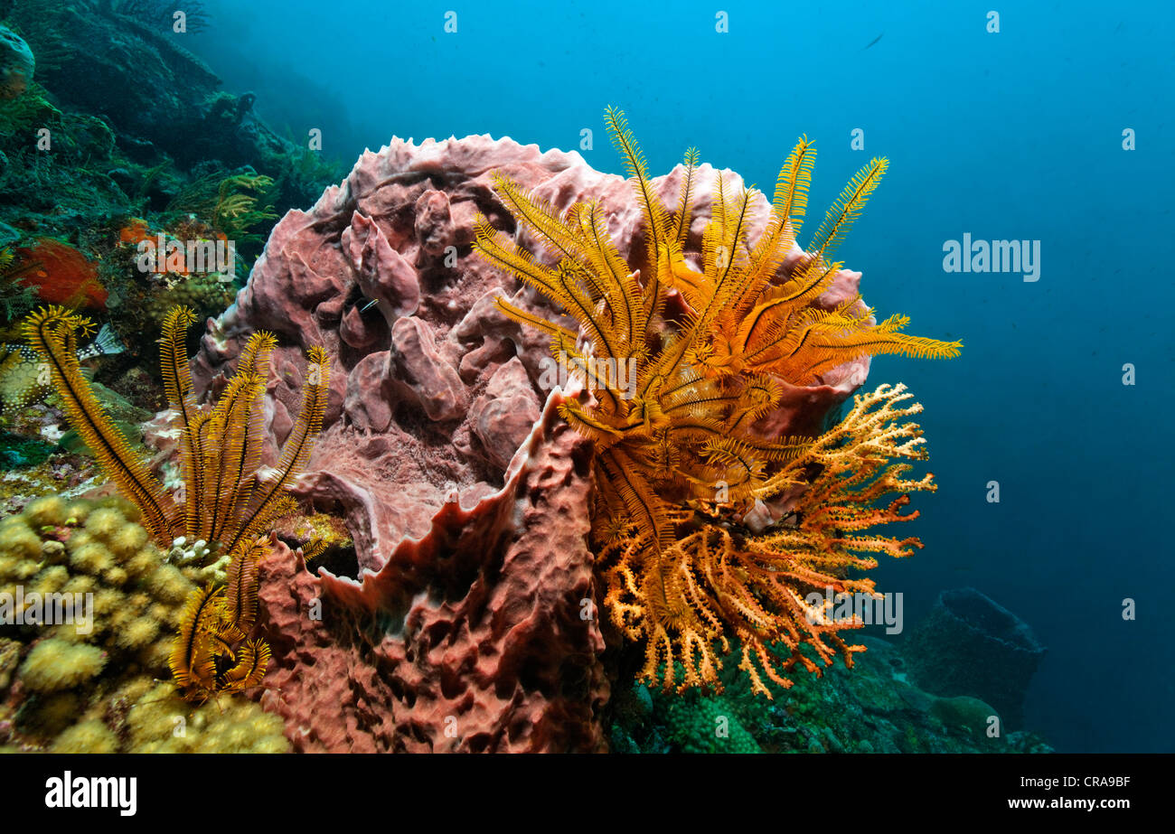 Golden Criniod arms (Crinoidea) emerging from Caribbean Barrel Sponge ...