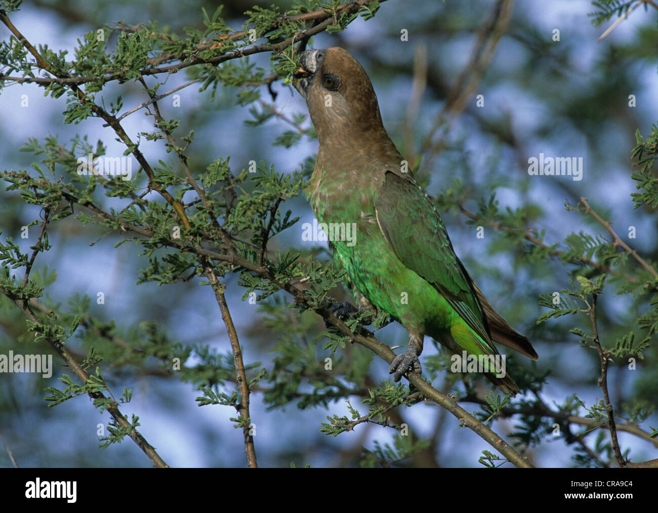 Brownheaded Parrot (Poicephalus cryptoxanthus), Kruger National Park ...