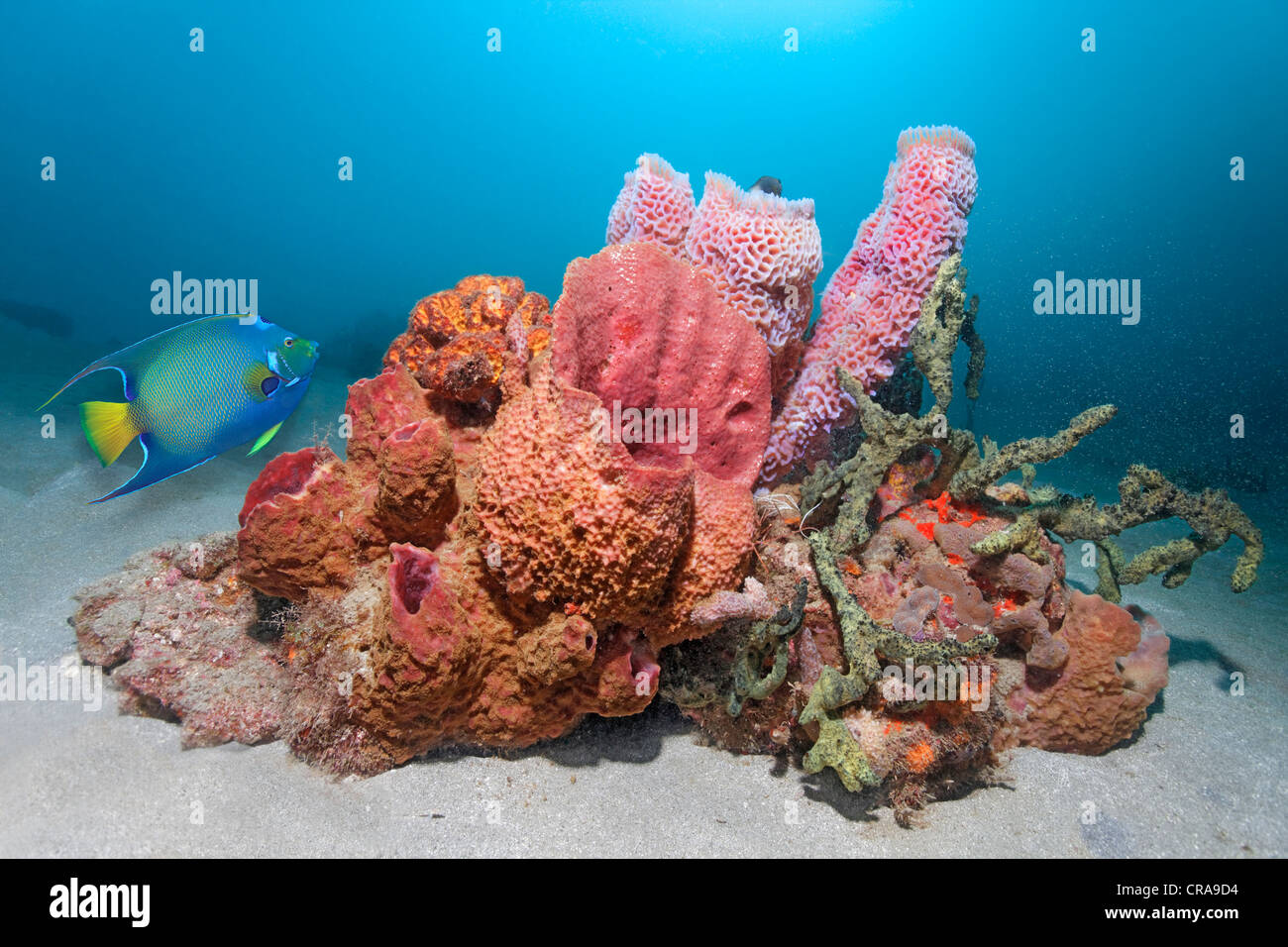 Coral reef red sea fish sponges hi-res stock photography and images - Alamy
