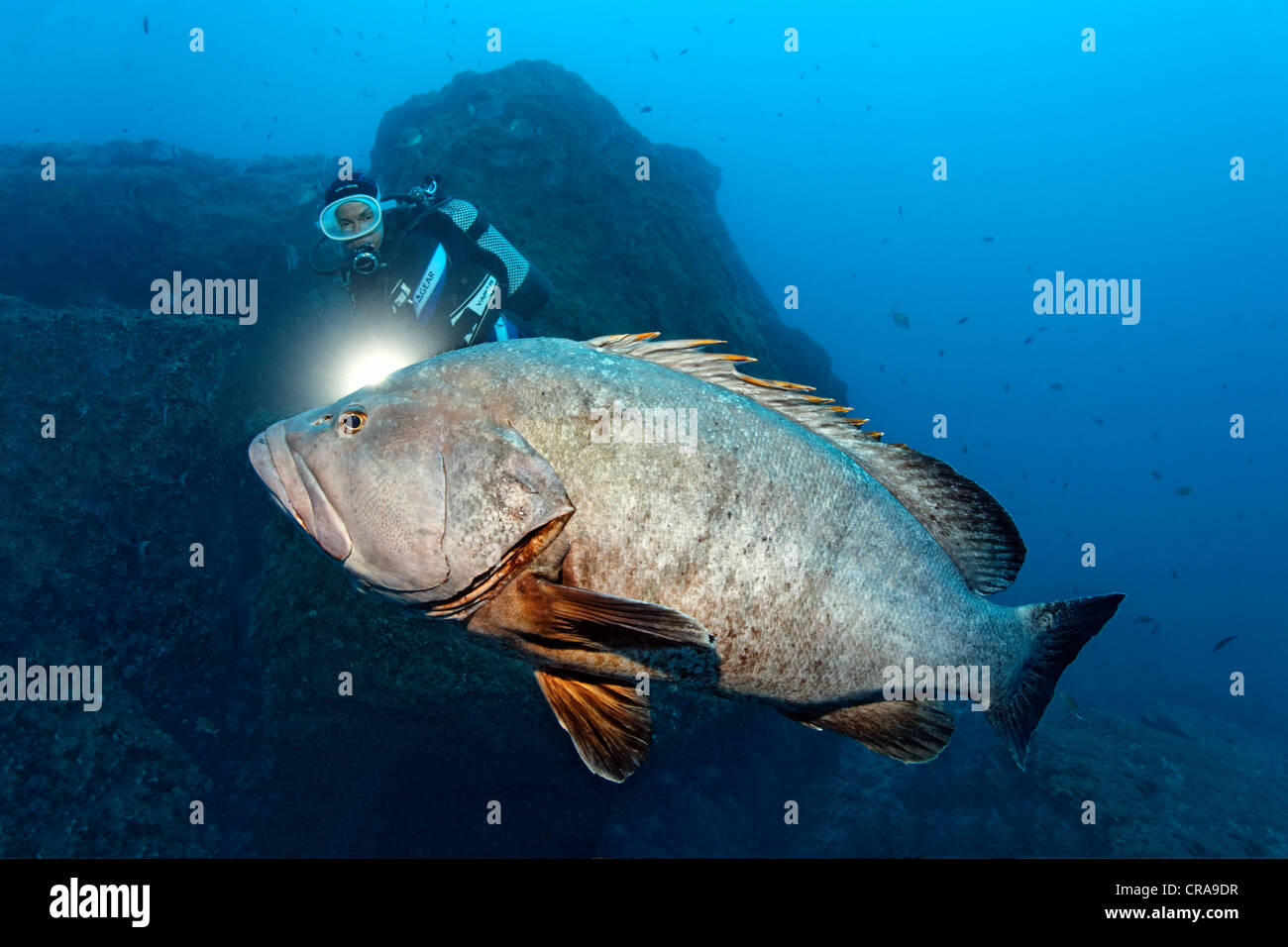 Diver watching a Dusky Grouper (Epinephelus marginatus) in open water ...
