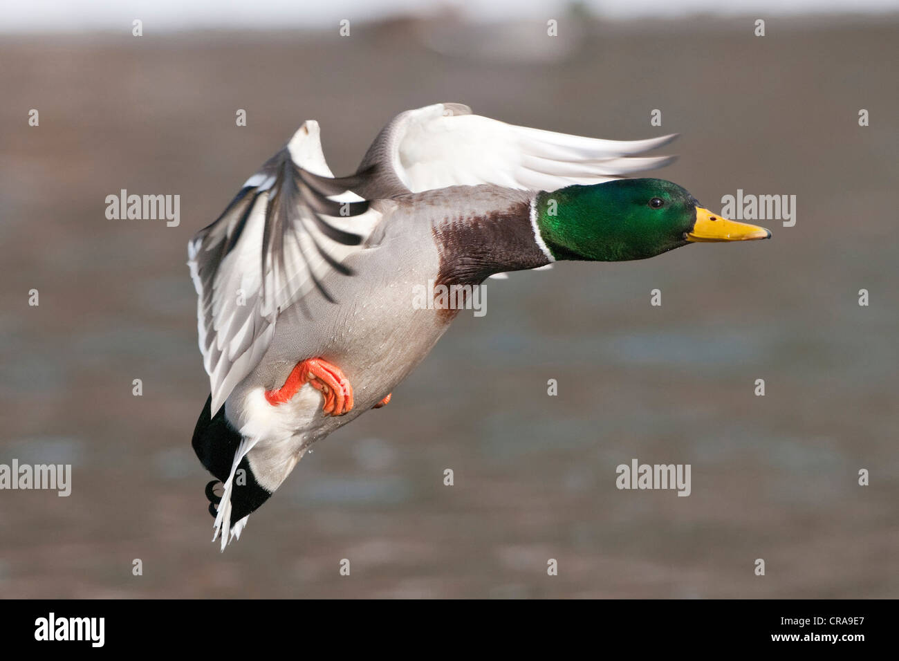Drake duck face hi-res stock photography and images - Alamy