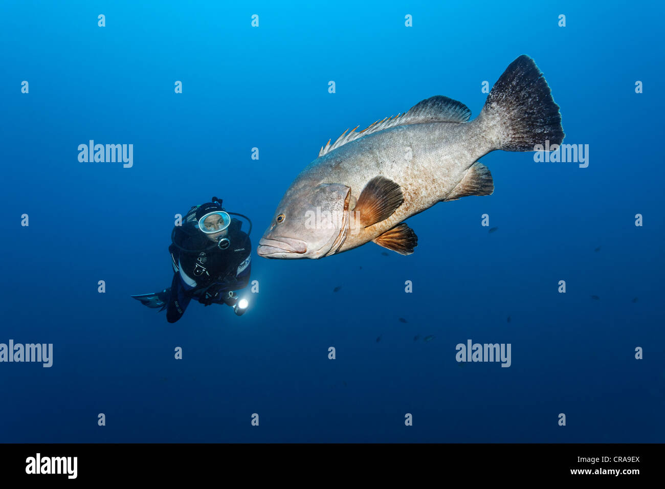 Open osteichthyes hi-res stock photography and images - Alamy