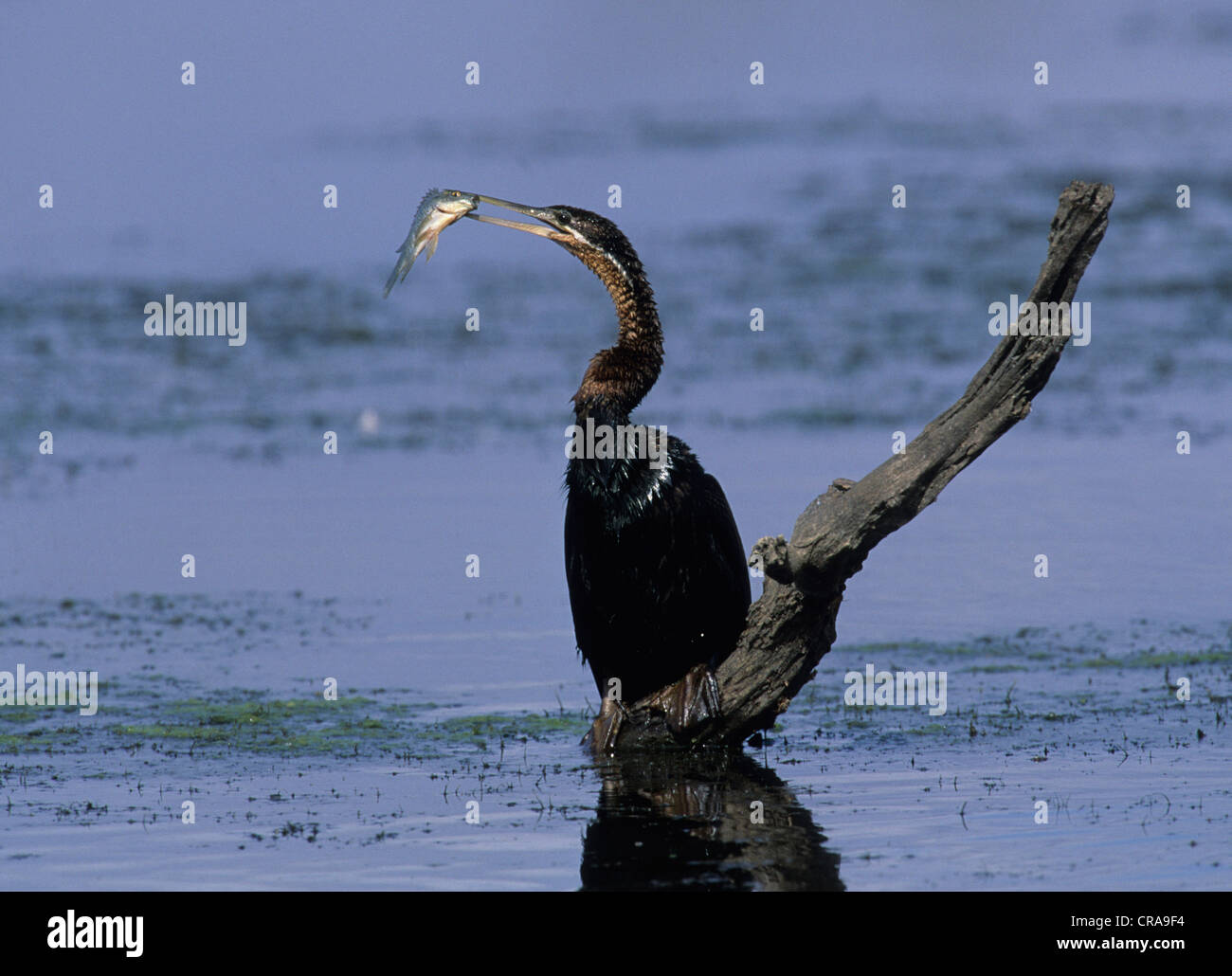 African Darter or Snakebird (Anhinga rufa), Kruger National Park ...