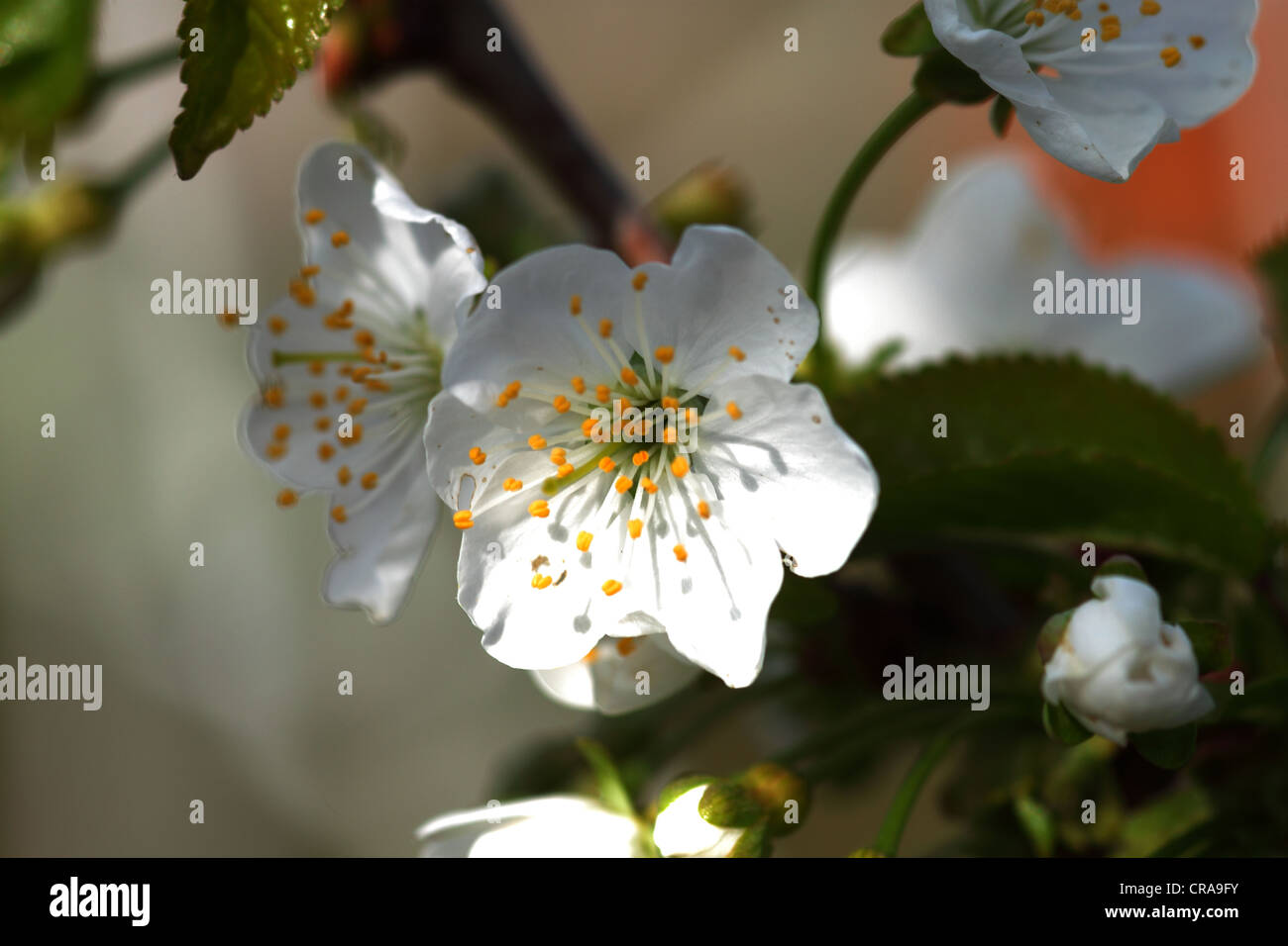 photo an apricot flower in April Stock Photo - Alamy
