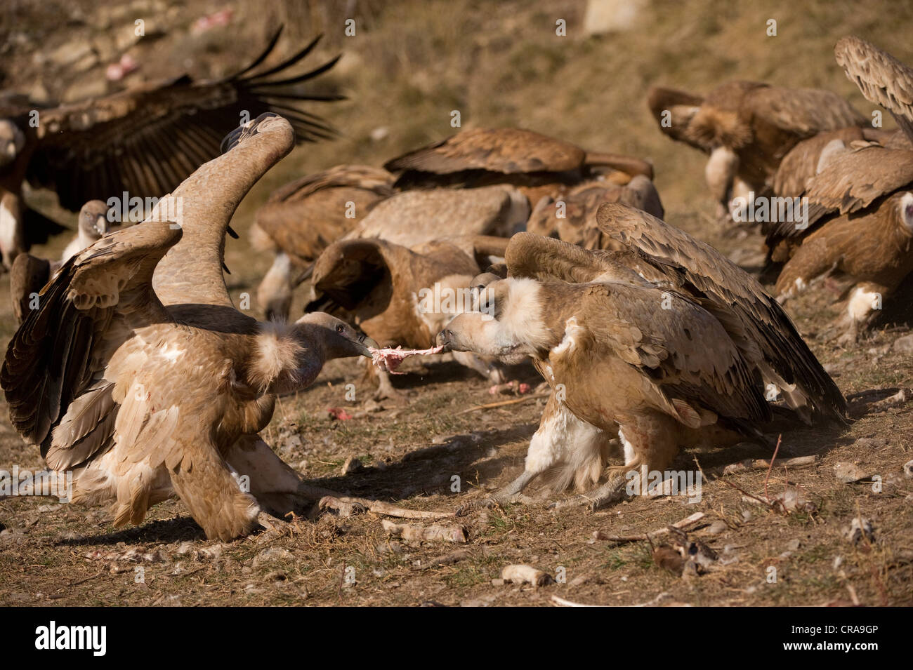 Vultures Fighting High Resolution Stock Photography and Images - Alamy