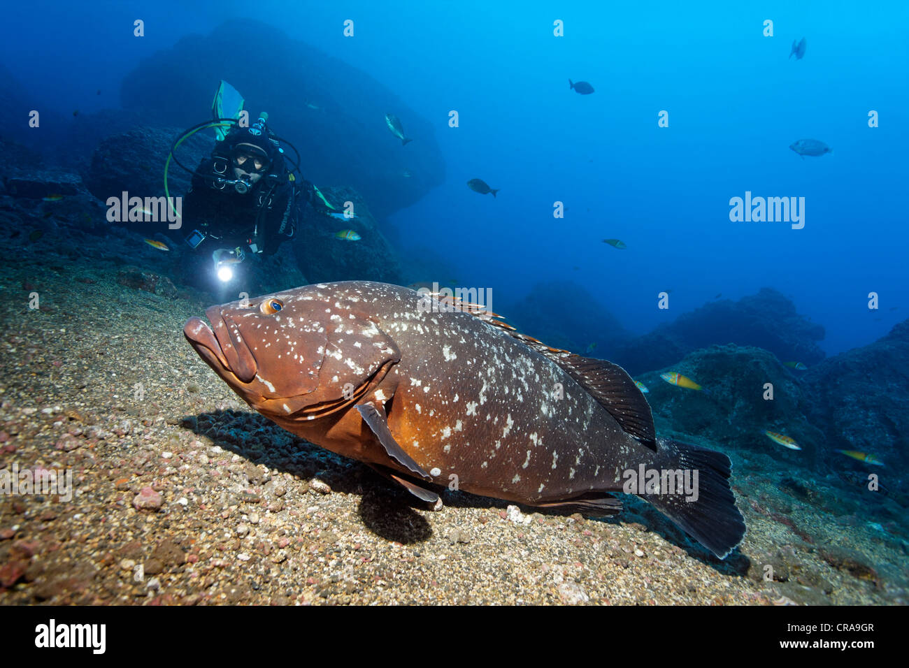 Diver watching a Dusky Grouper (Epinephelus marginatus), on sandy ...