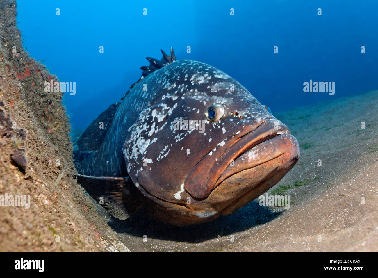 Dusky Grouper (Epinephelus marginatus), lying on sandy ground, Madeira ...