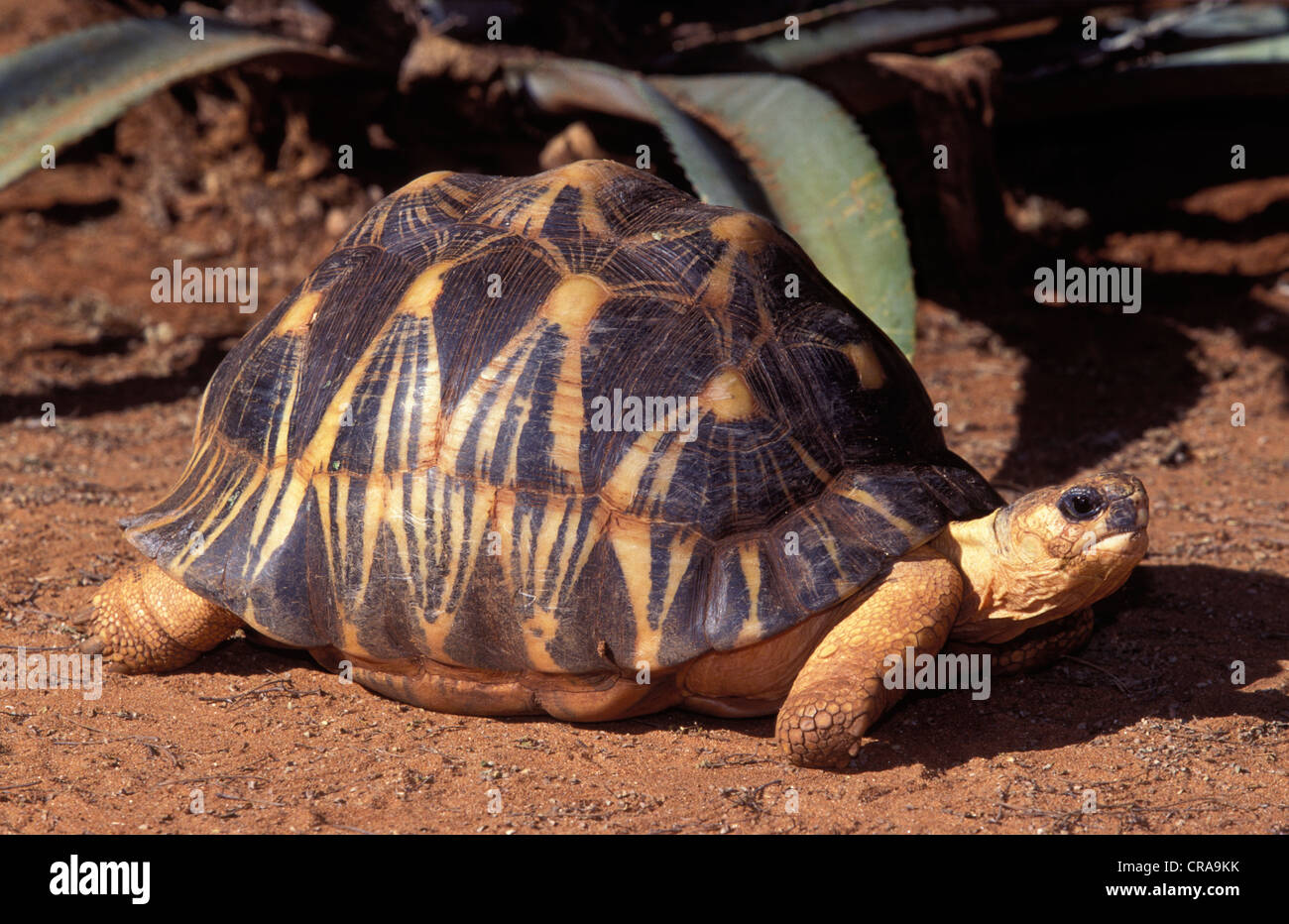 Radiated Tortoise (Geochelone radiata), endangered species, Madagascar ...