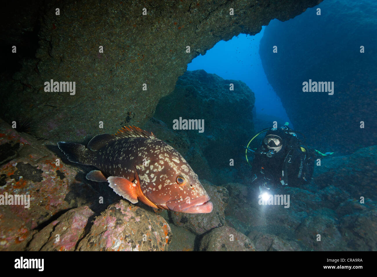 Diver watching a Dusky Grouper (Epinephelus marginatus), between rocks ...