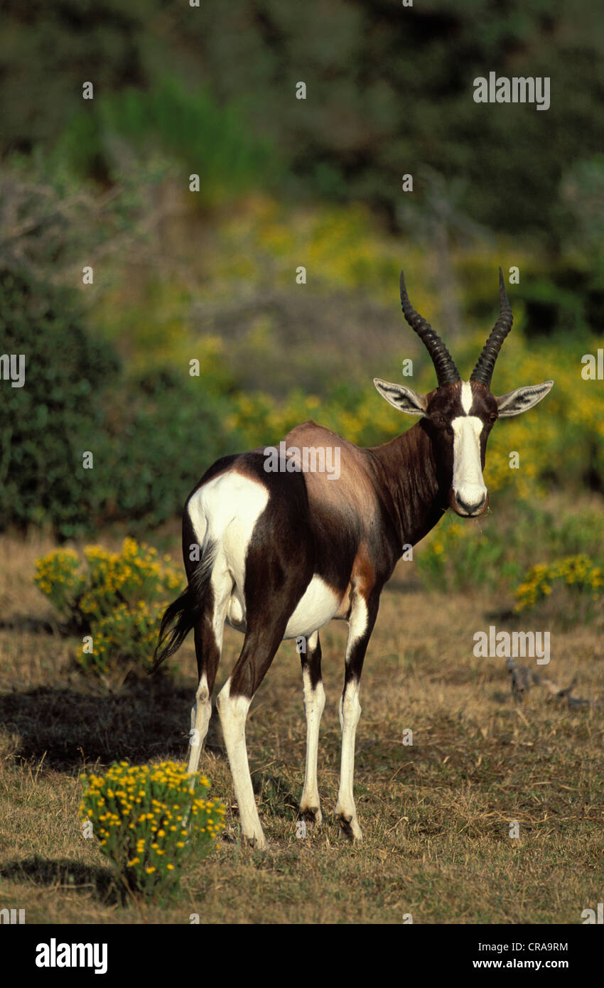 Bontebok hi-res stock photography and images - Alamy