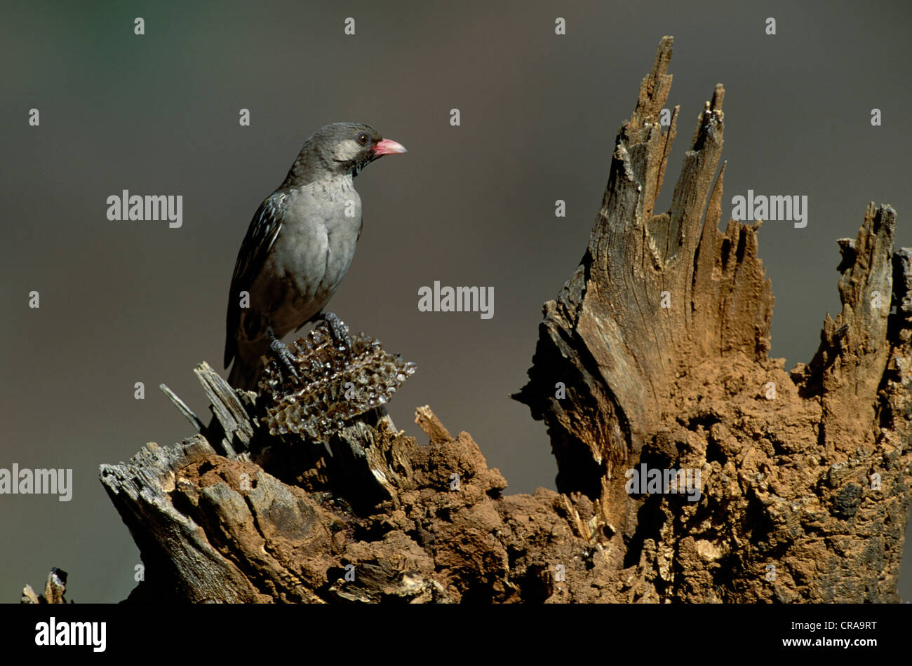 Greater Honeyguide (Indicator indicator), feeding on honeycomb, KwaZulu ...