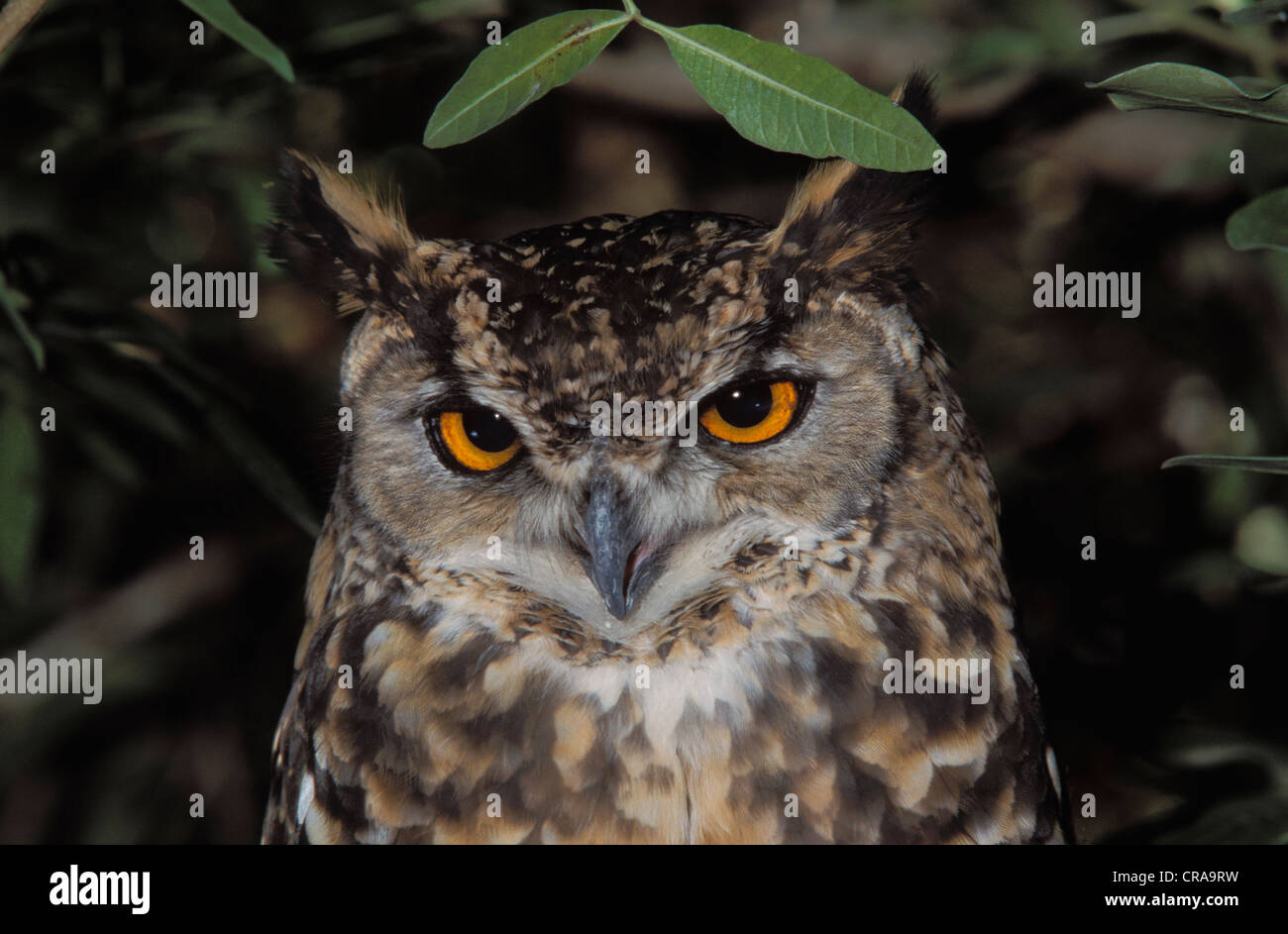 Cape eagle owl bubo capensis hi-res stock photography and images - Alamy