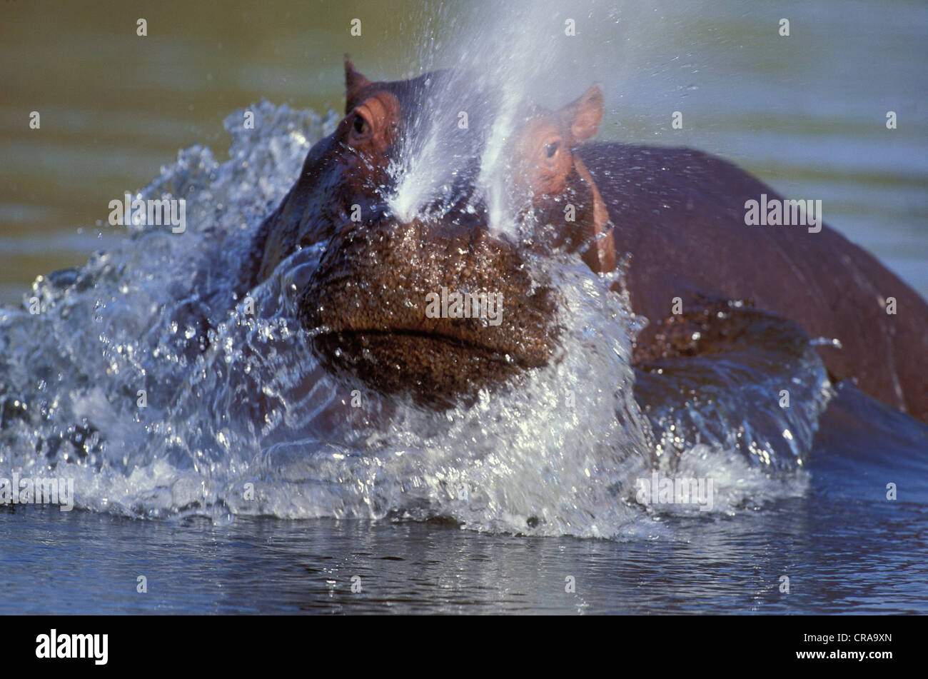 Hippo (Hippopotamus amphibius), aggression display, Kruger National ...