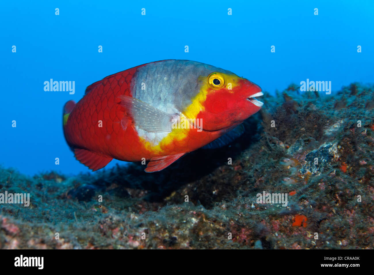 Sparisoma hi-res stock photography and images - Alamy