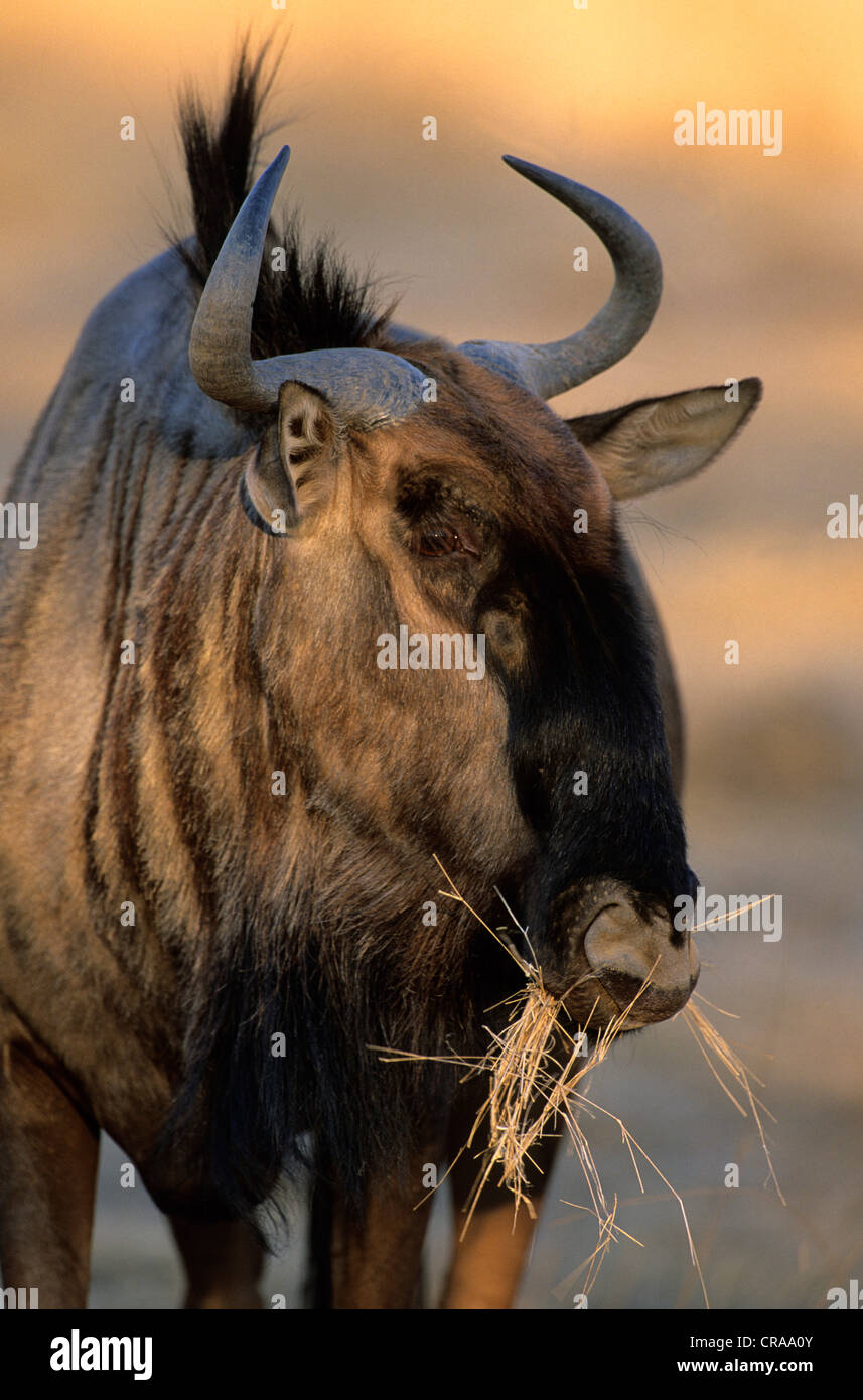 Blue wildebeest eating grass hi-res stock photography and images - Alamy
