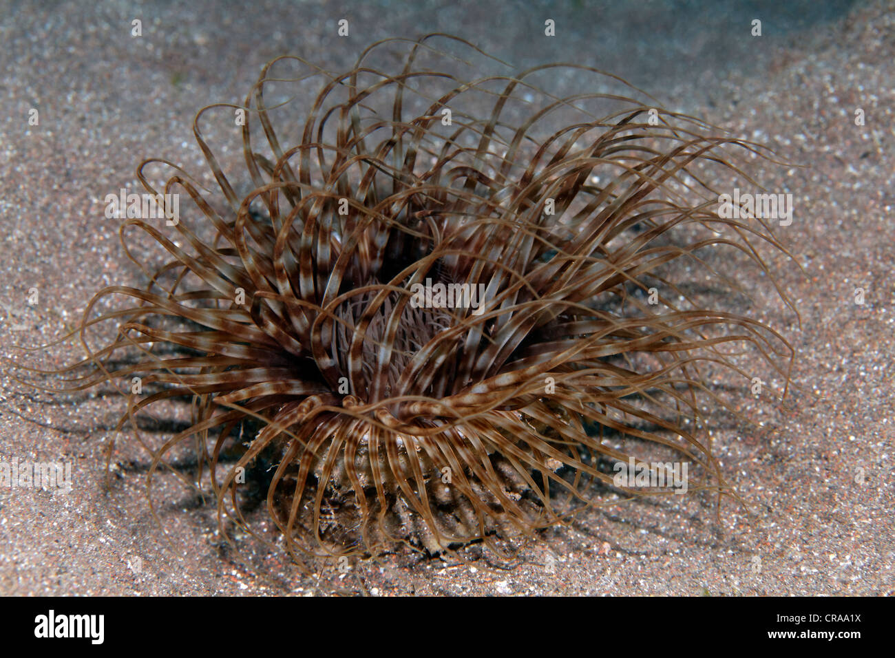 Tube-dwelling Anomone (Ceriantharia) on sandy ground, Madeira, Portugal ...