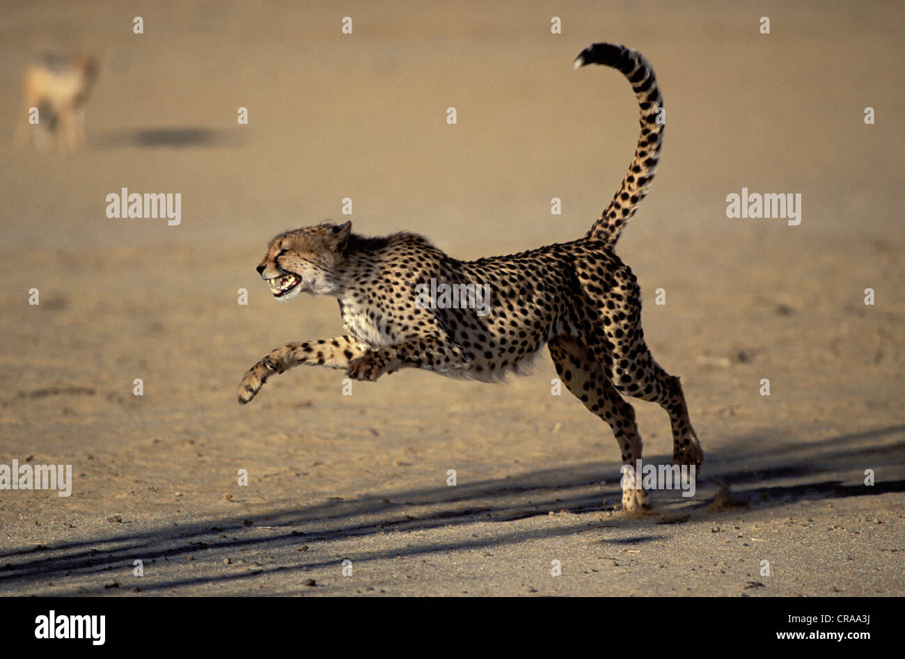 Cheetah jumping hi-res stock photography and images - Alamy