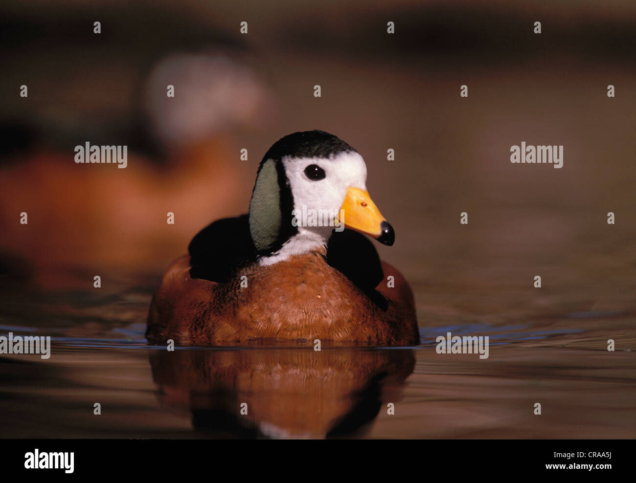 African Pygmy Goose (Nettapus auritus), KwaZulu-Natal, South Africa ...