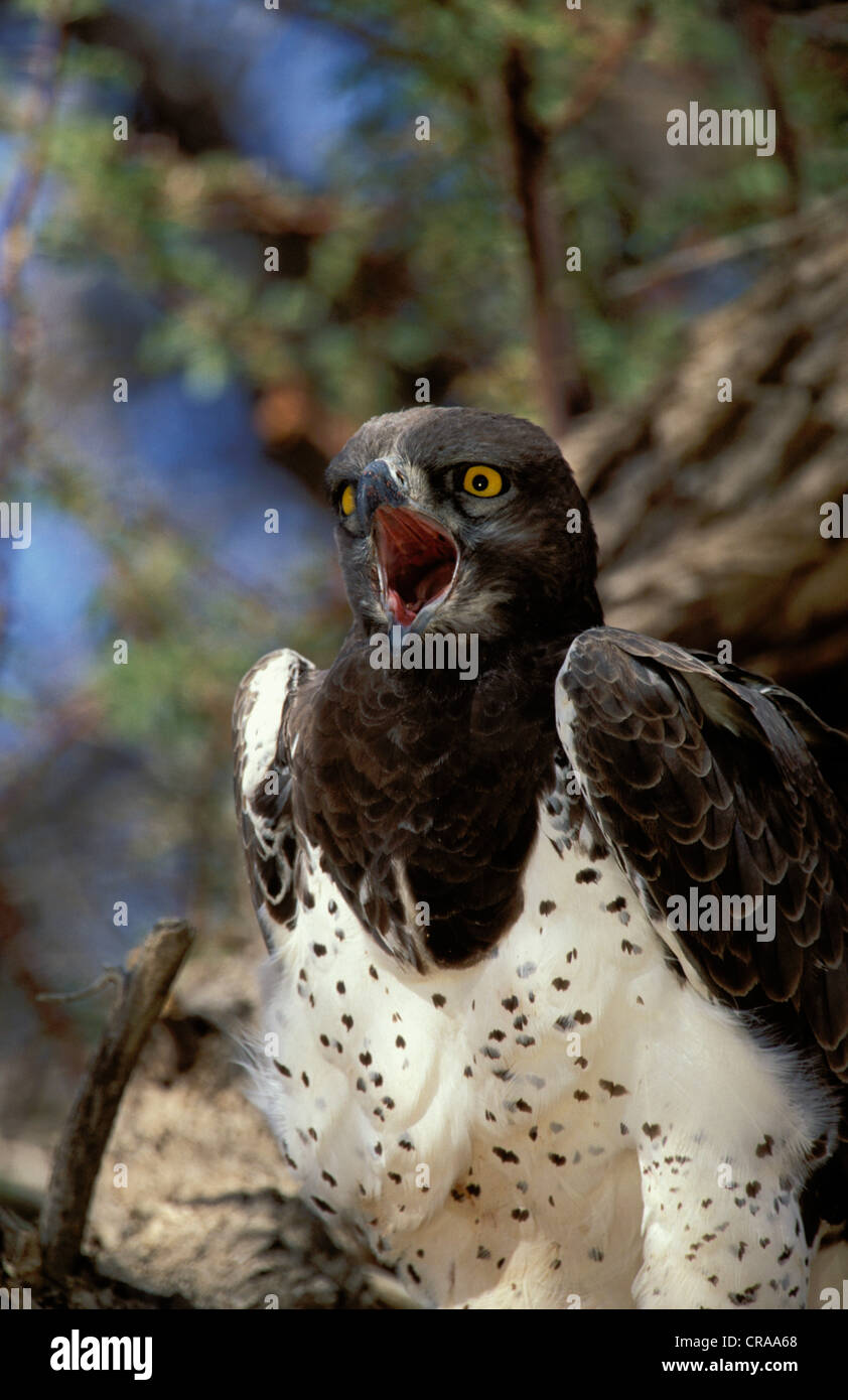 Polemaetus bellicosus world of hi-res stock photography and images - Alamy