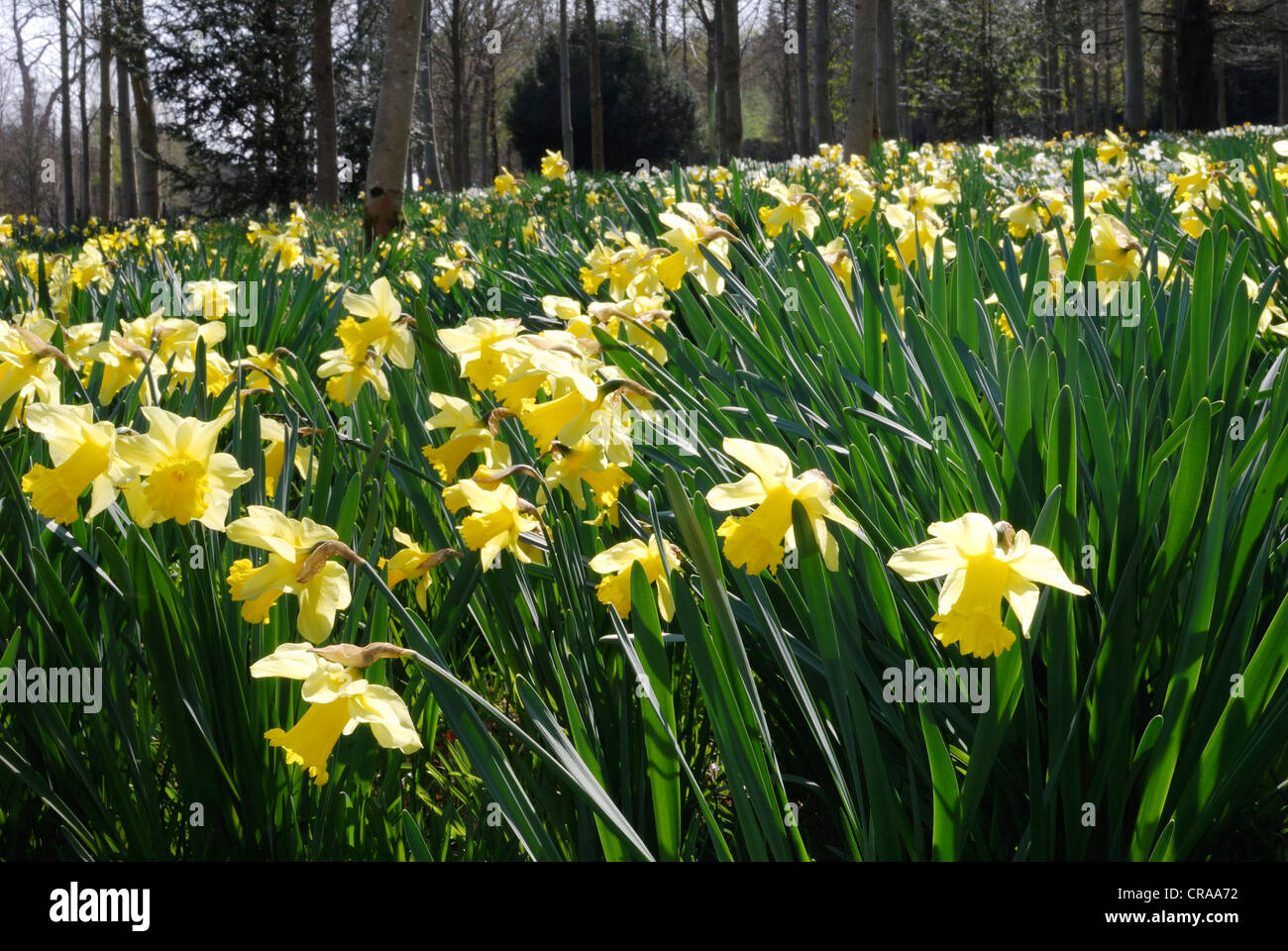 Wild Daffodils (Narcissus pseudonarcissus) in woodland. Sussex. England ...