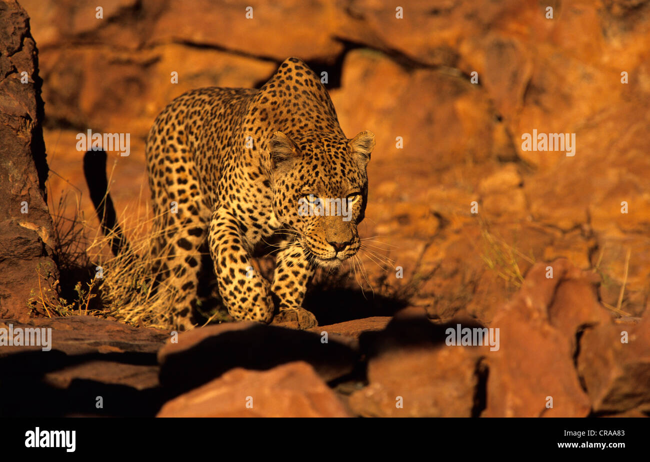 Leopard (Panthera pardus), hunting, Okonjima, Namibia, Africa Stock ...