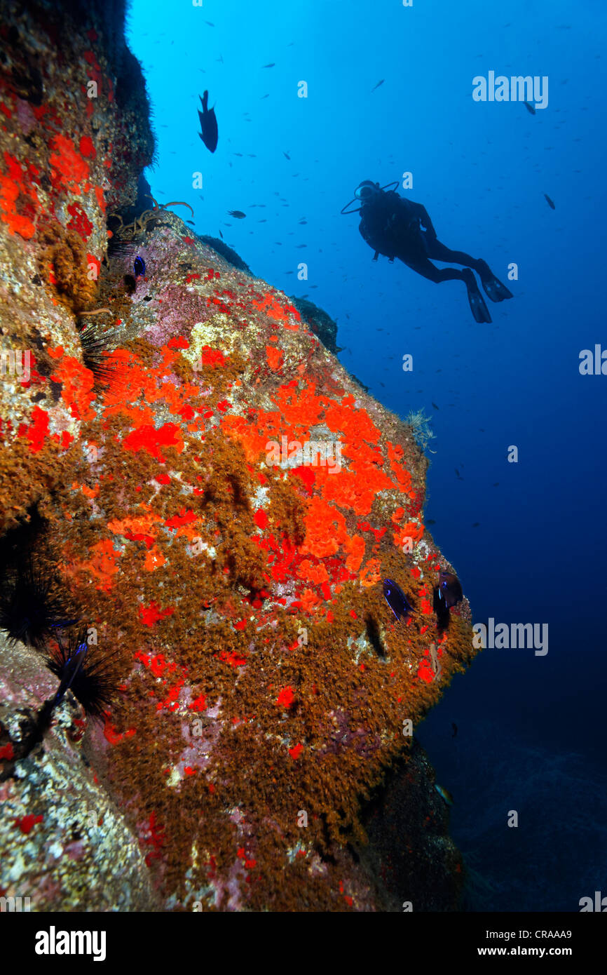 Rock wall, Yellow Cluster Anemone (Parazoanthus axinellae), Common ...