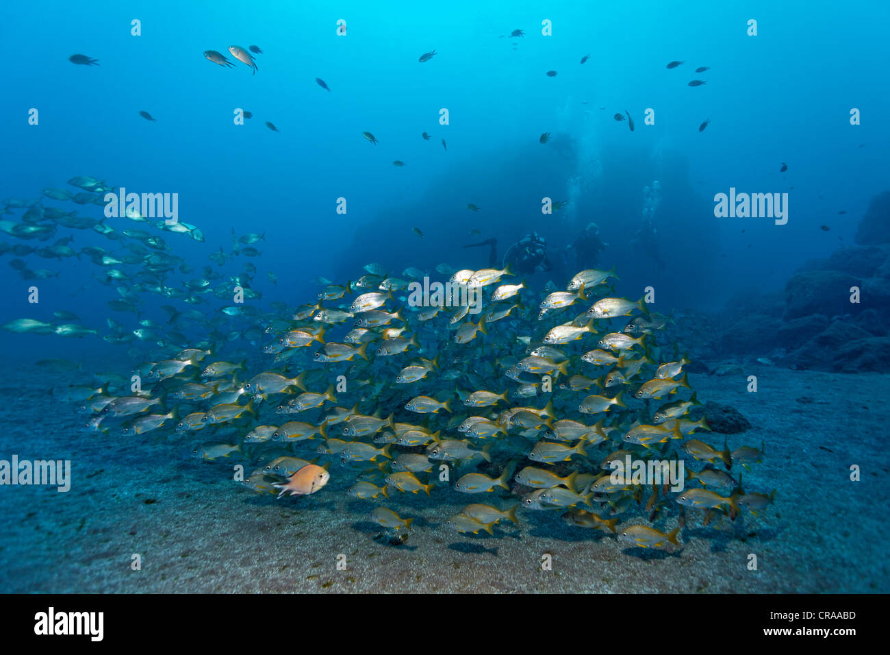 Shoal of Bastard Grunt (Pomadasys incisus), scuba divers, Madeira ...