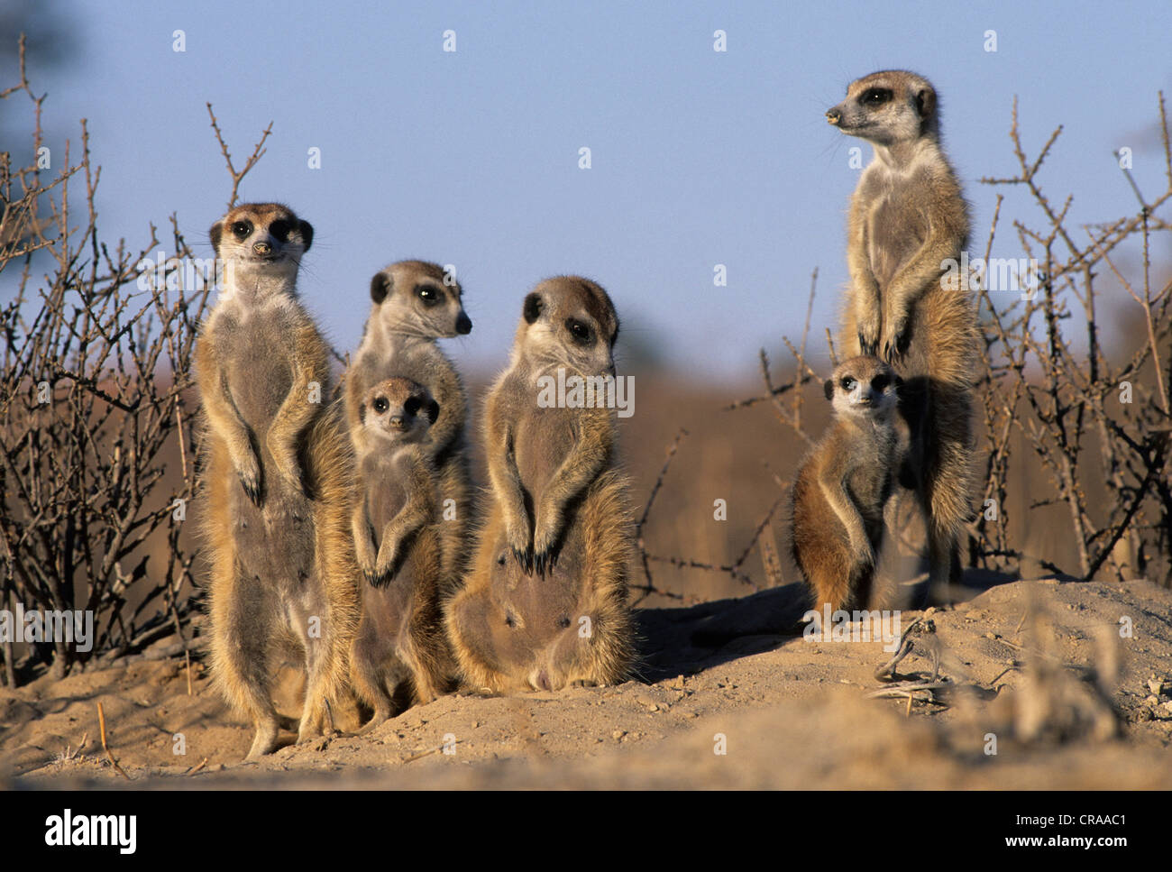 Meerkat (Suricata suricatta), group sunbathing at burrow, Kgalagadi ...
